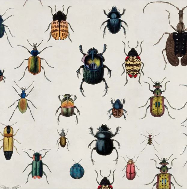 Bugs Poster Wrap – Blue Dog Posters