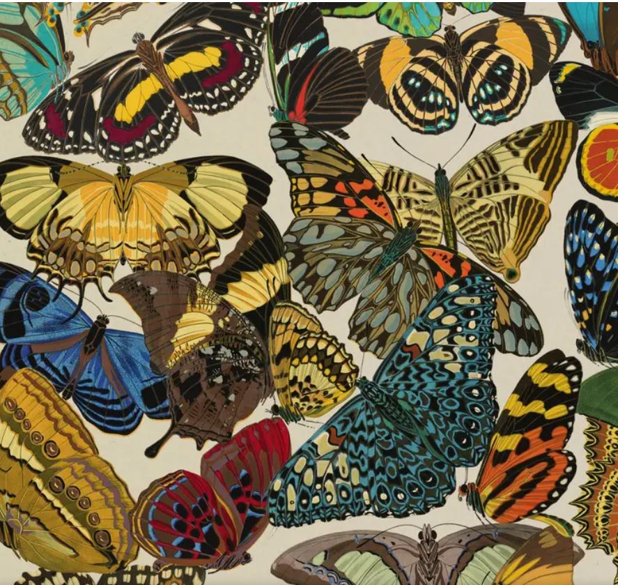 Butterflies Poster Wrap – Blue Dog Posters