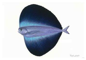 Fish Pacific Fanfish – Blue Dog Posters